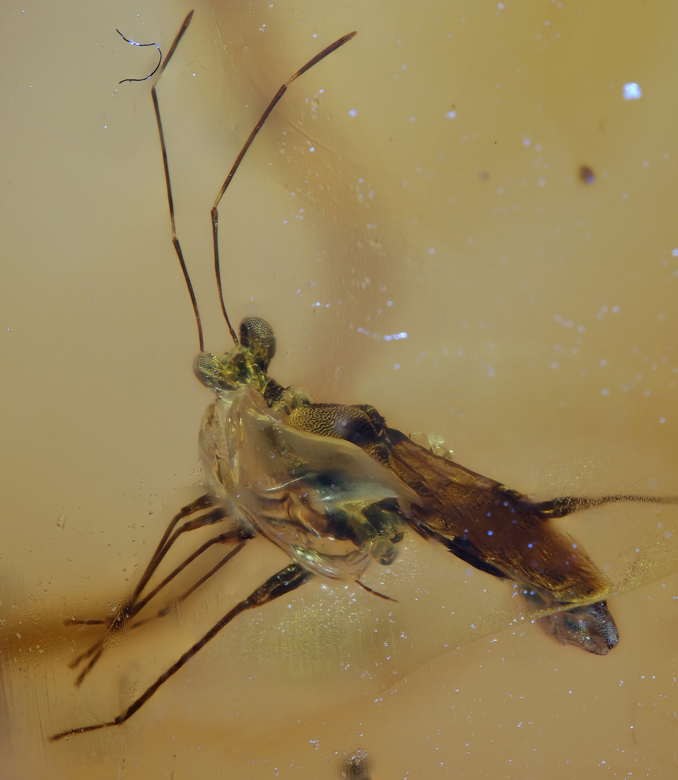 Cretaceous Assassin Bug | UI-G-15-25 – Kachin Amber Research Institute ...