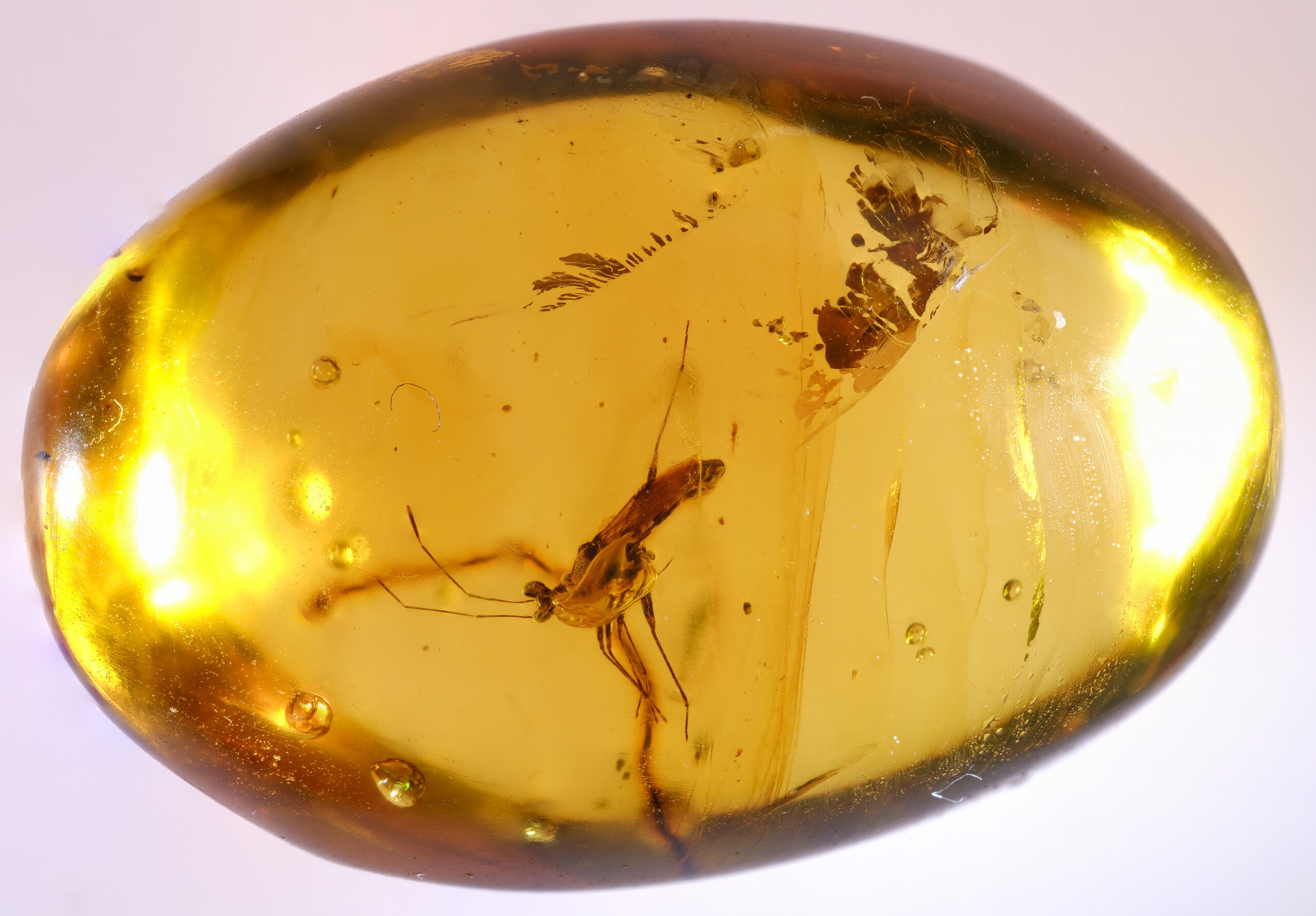 Cretaceous Assassin Bug | UI-G-15-25 – Kachin Amber Research Institute ...